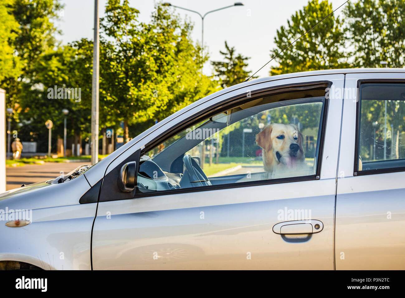 labrador retriever dog on seat of driver in car Stock Photo - Alamy