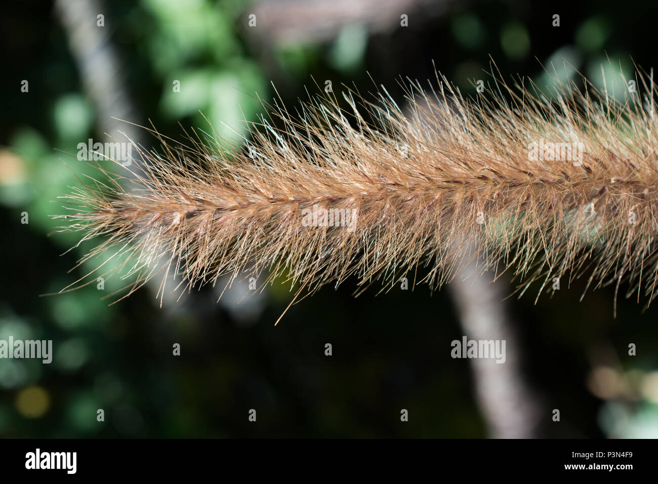 Beautiful colorful natural flowers in dry form Stock Photo - Alamy