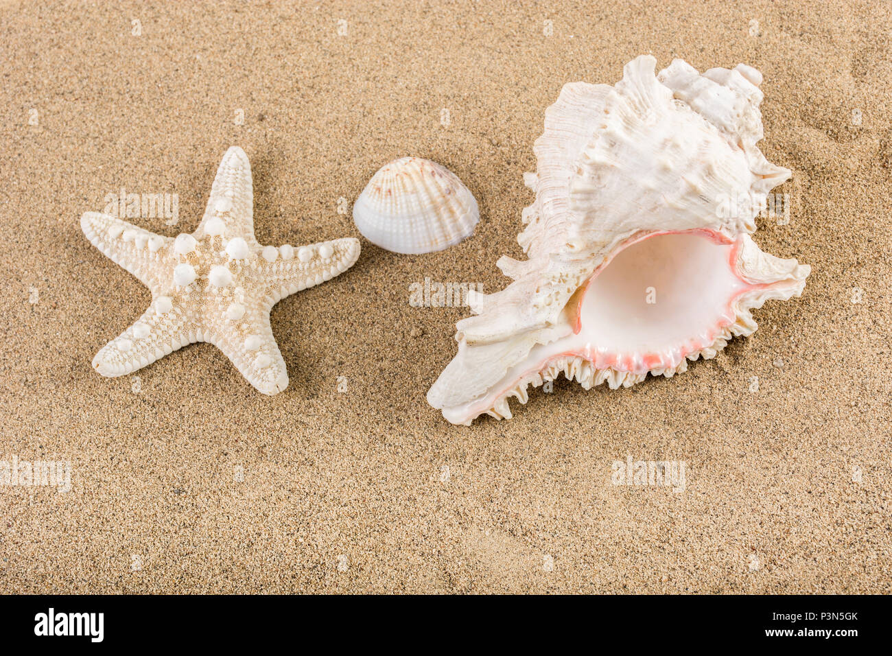 Big sea shell and starfish on beach sand. Summer holiday concept. Close ...
