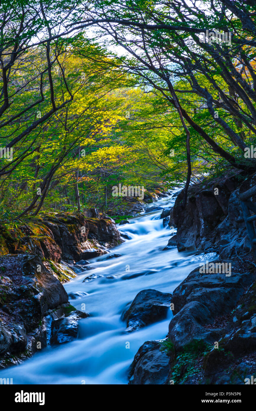Narrow forest hi-res stock photography and images - Alamy