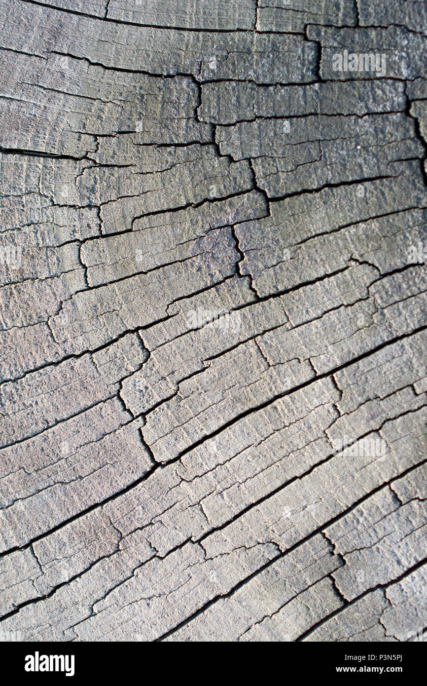 Cut tree stump surface as a background texture Stock Photo - Alamy