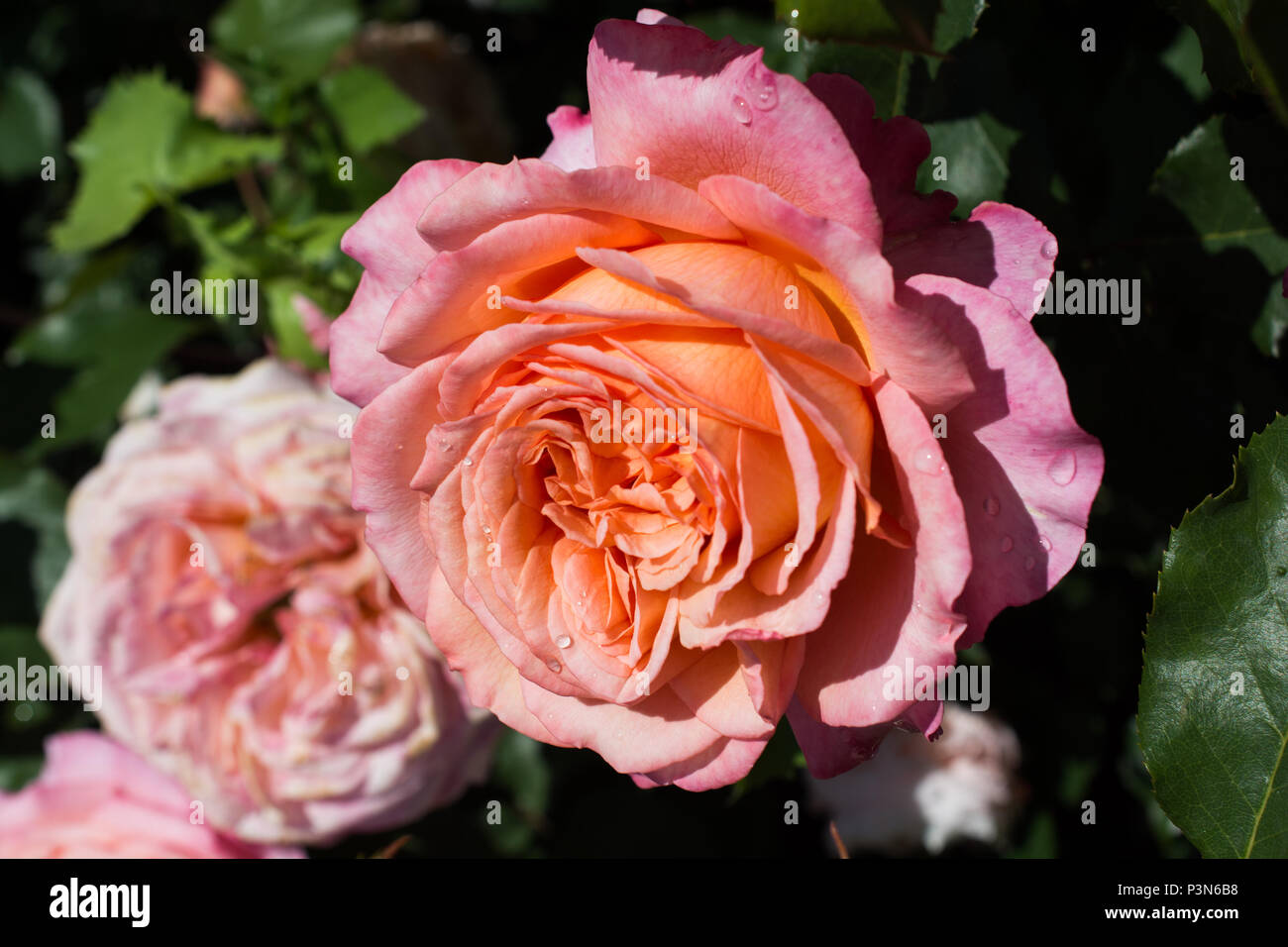 Beautiful colorful Rose Flower on garden background Stock Photo - Alamy