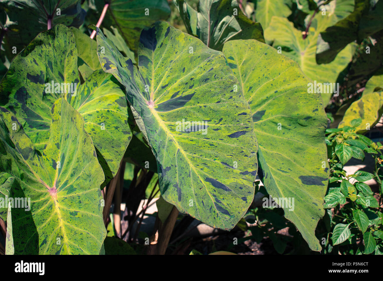 Different shades of leaves hi-res stock photography and images - Alamy