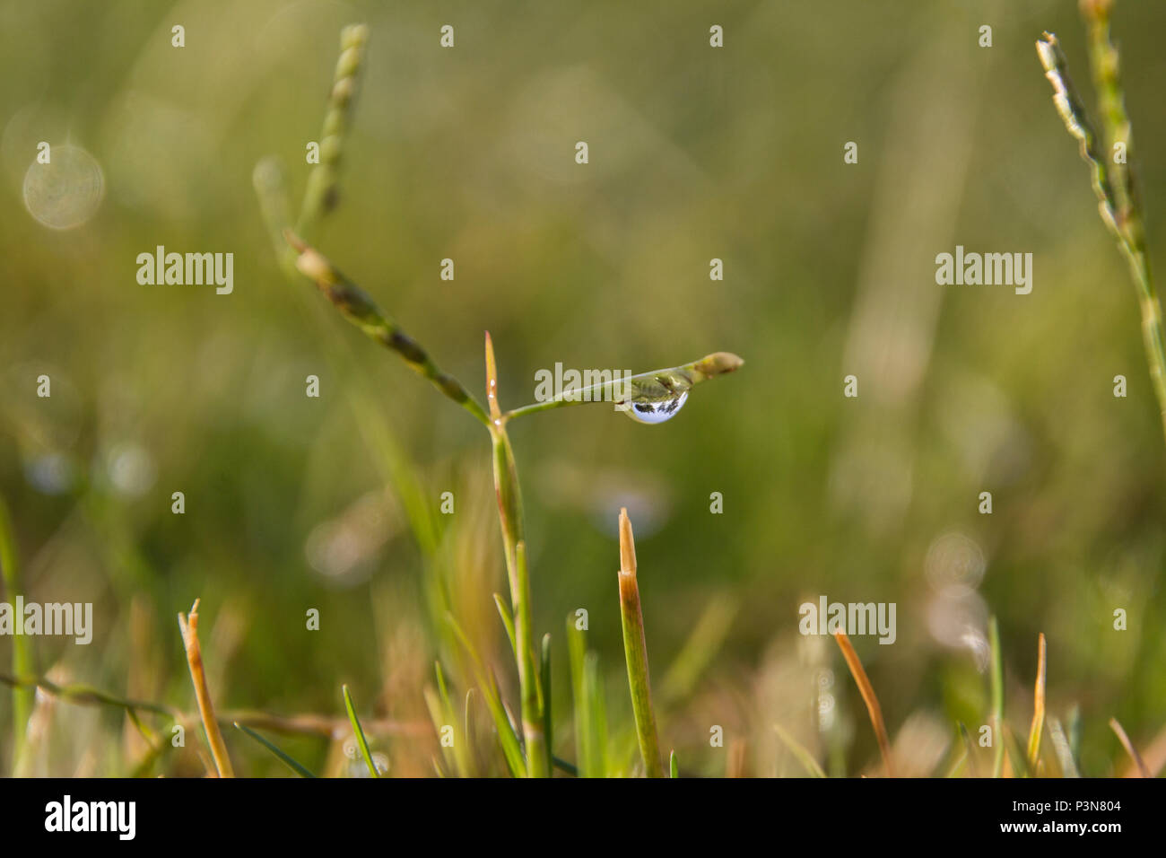 Water drop on a stalk of grass Stock Photo - Alamy
