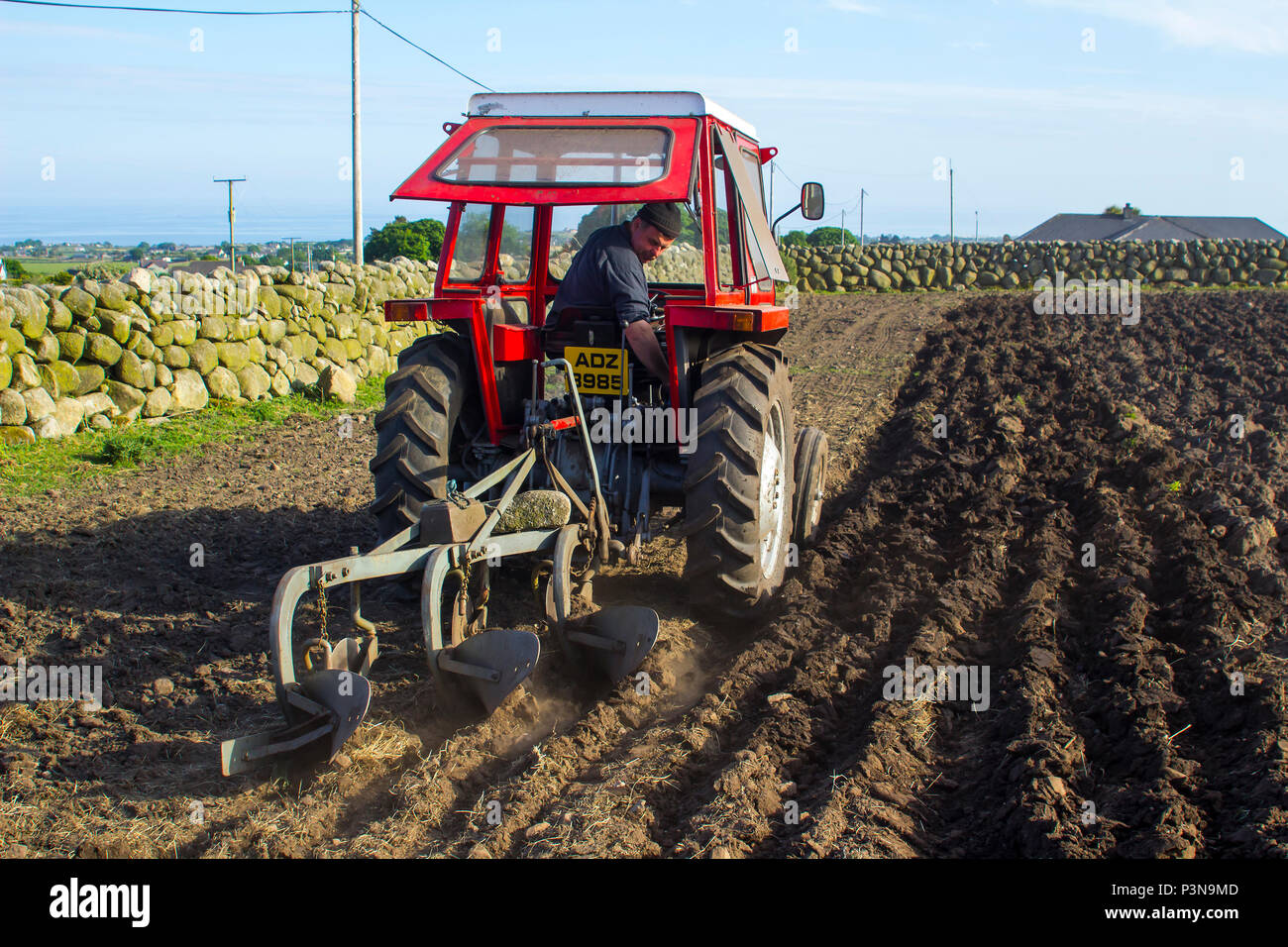 7 June 2018 A small Massey Ferguson tractor and plough at work in a ...
