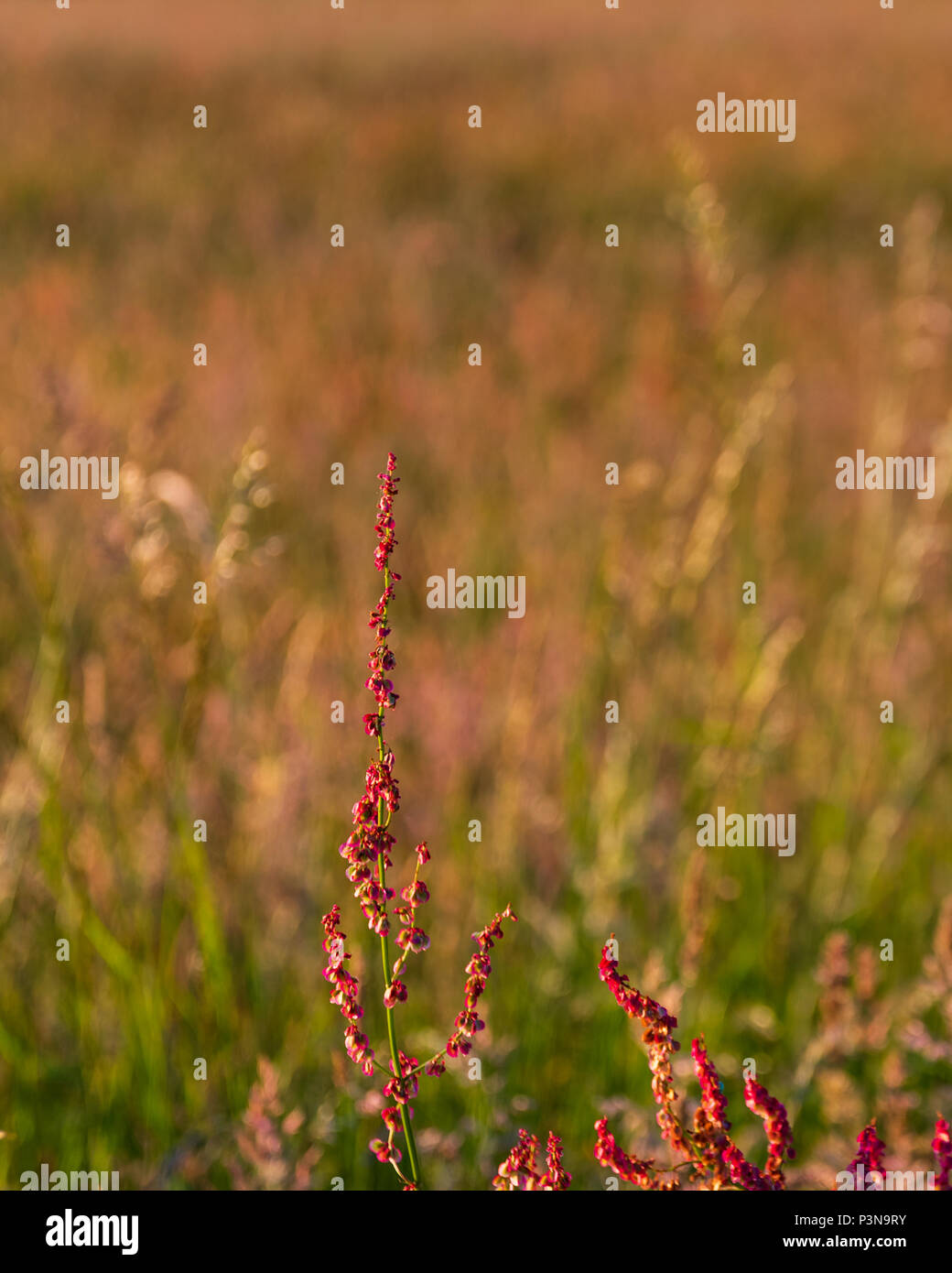Small red flower stalks grow next to a meadow in the Chilterns Stock ...