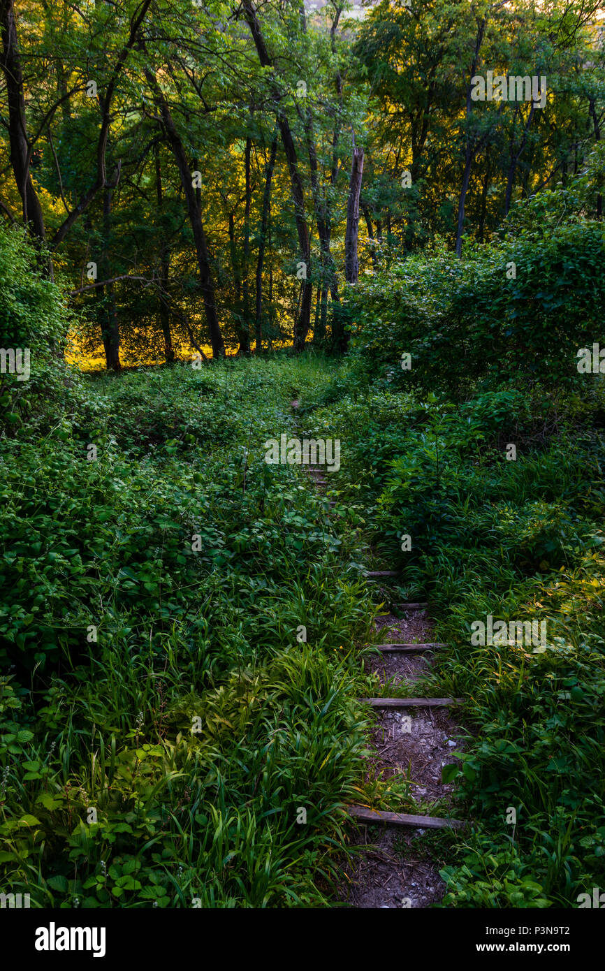 A path through the woods near Maidensgrove in the Chilterns Stock Photo ...