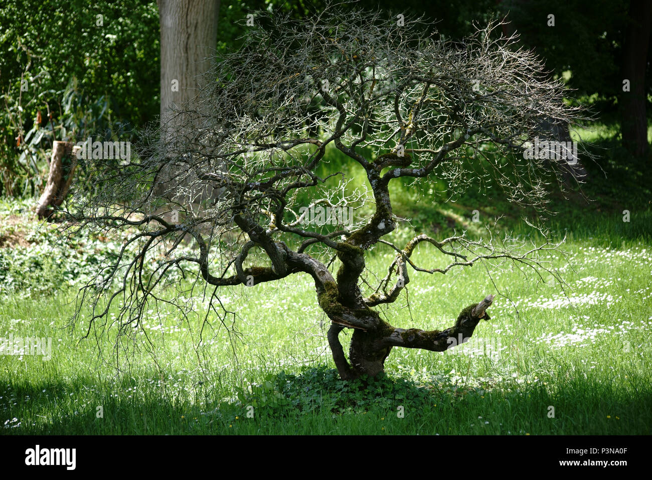 A gnarly and small bonsai tree on whose branches moss and lichens grow ...