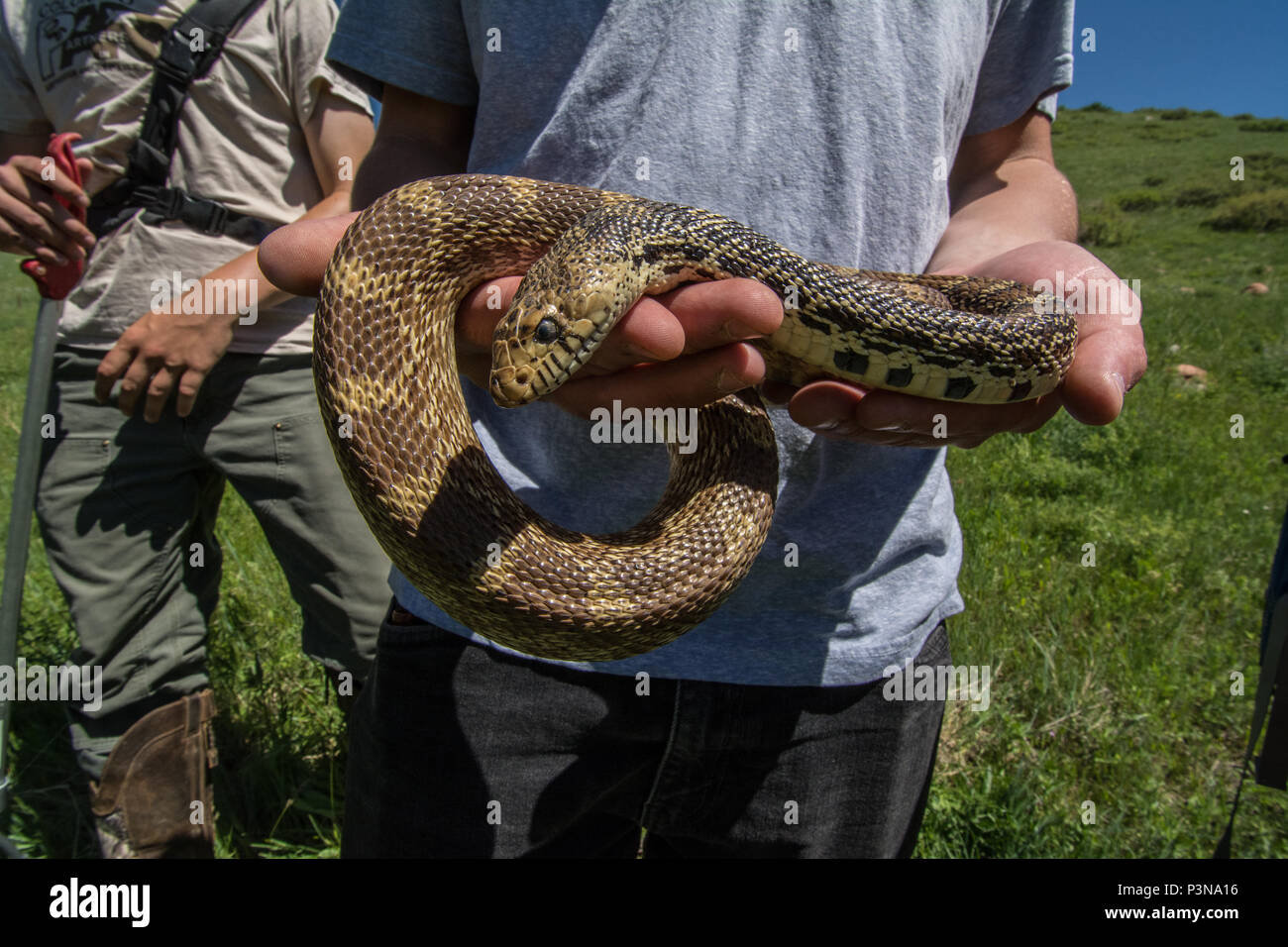 Western bull snake hi-res stock photography and images - Alamy
