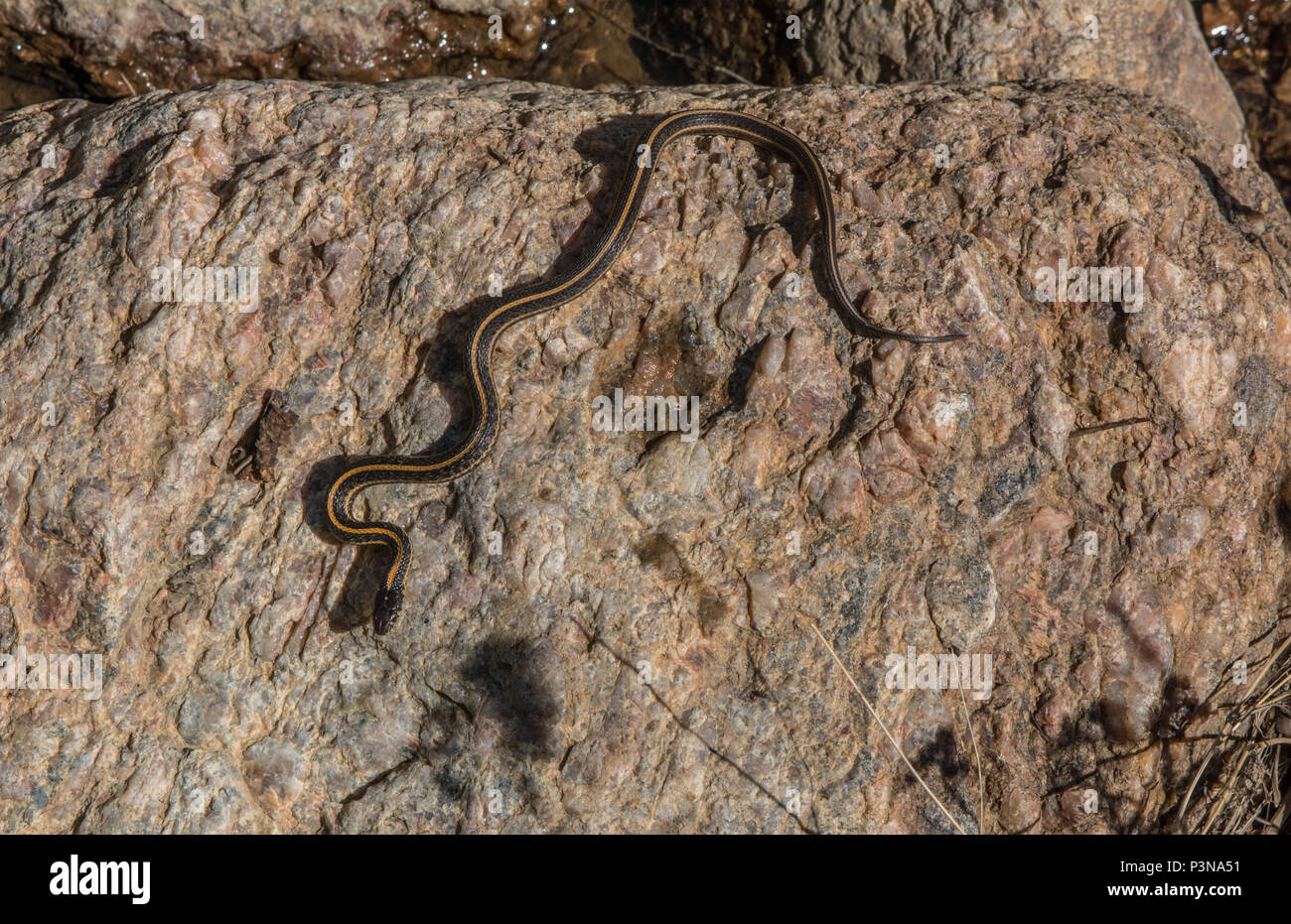 A juvenile Plains Gartersnake (Thamnophis radix) from Jefferson County ...