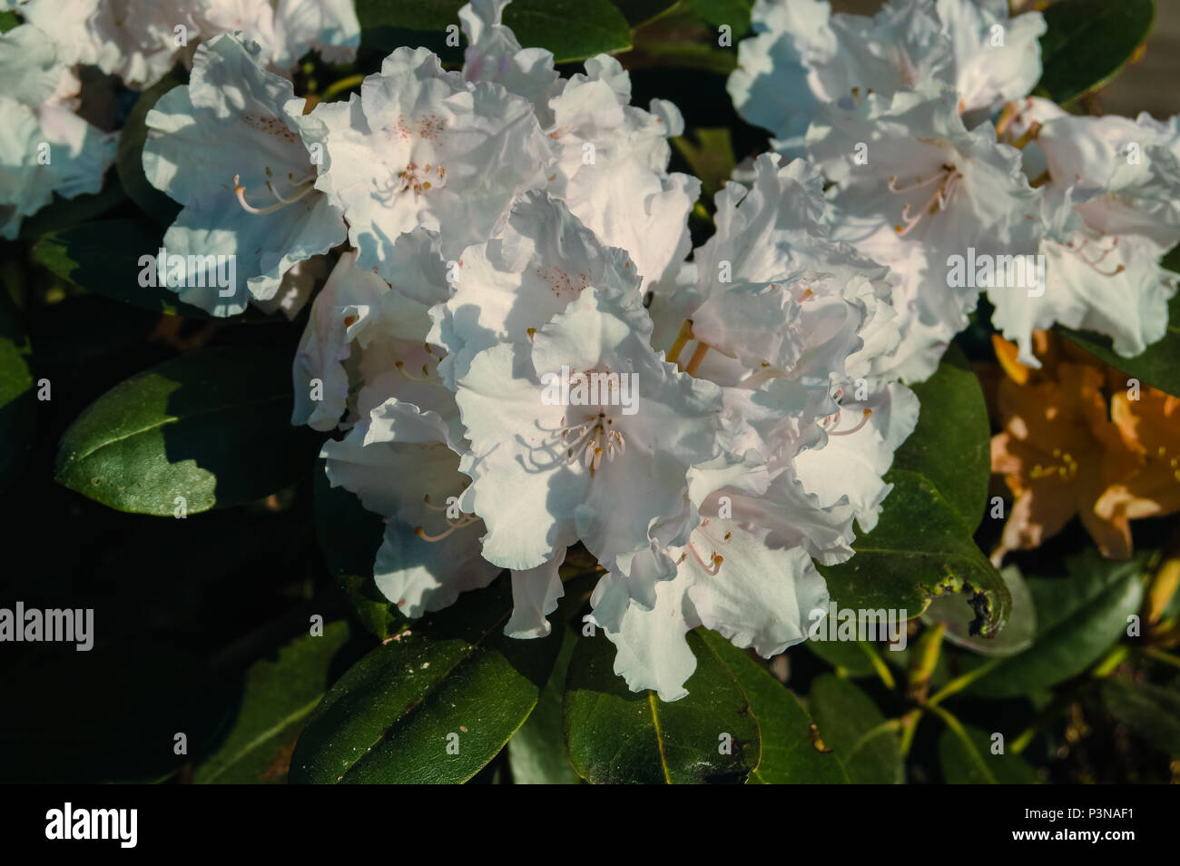 Beautiful rhododendron flowers Stock Photo - Alamy