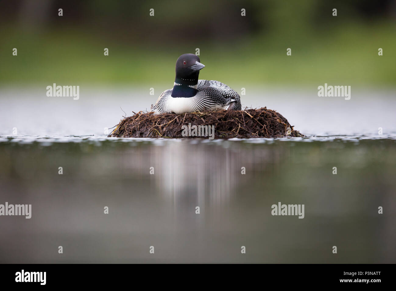 Common loon bird nest hi-res stock photography and images - Alamy