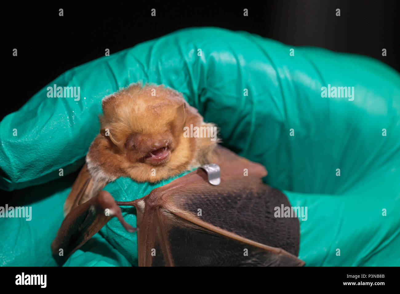 Eastern Red Bat (Lasiurus borealis) banding by biologist, Sherburne ...