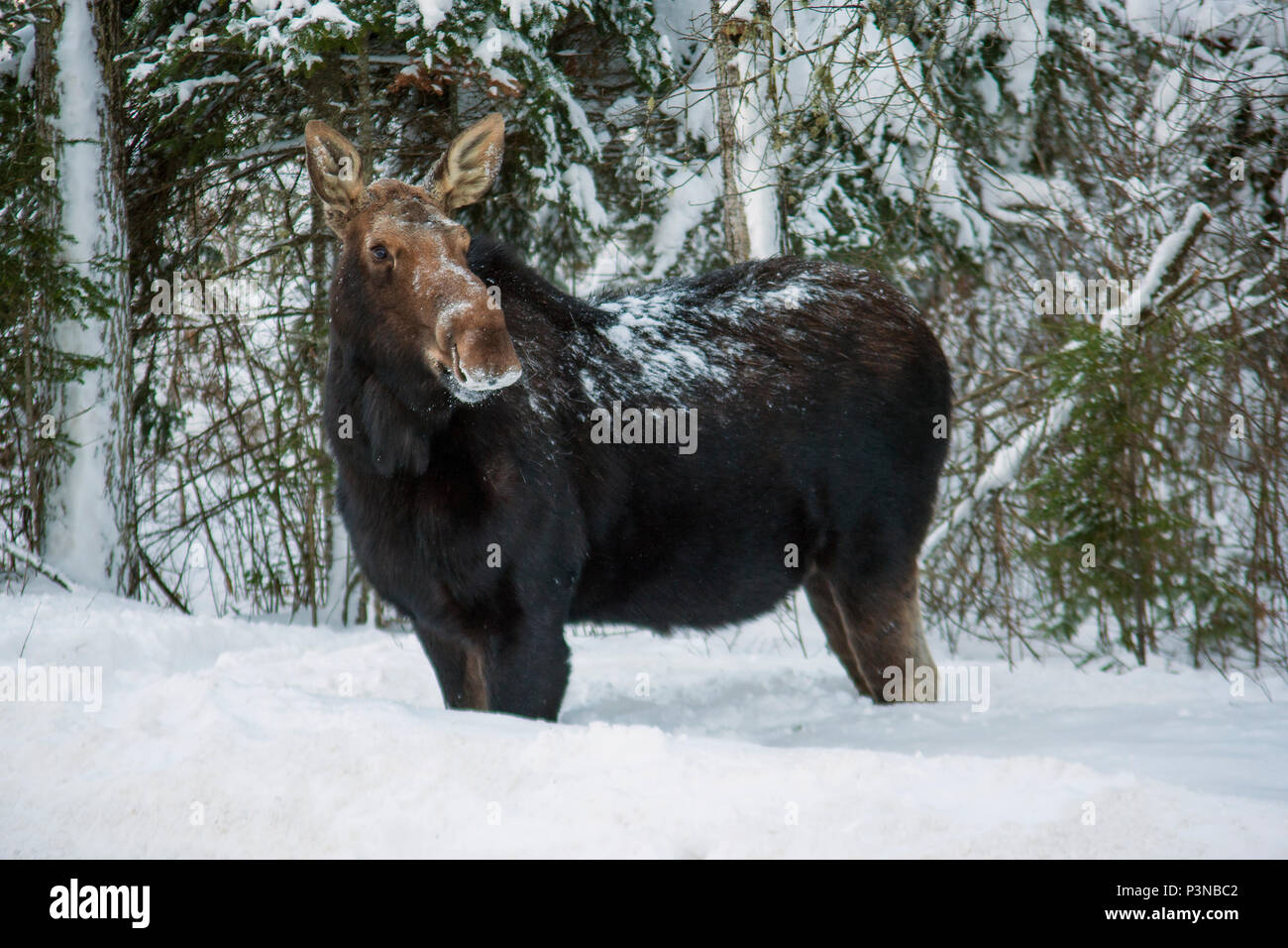 Moose (Alces alces andersoni) in snow, Minnesota Stock Photo - Alamy