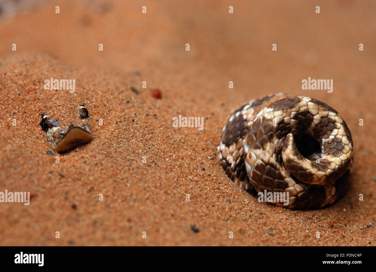 Hog-nosed Snake (Heterodon sp) hiding in sand, native to North America ...