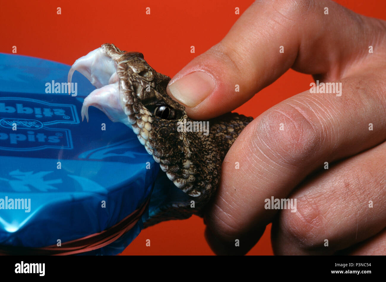 Western Diamondback Rattlesnake (Crotalus atrox) being milked for anti ...