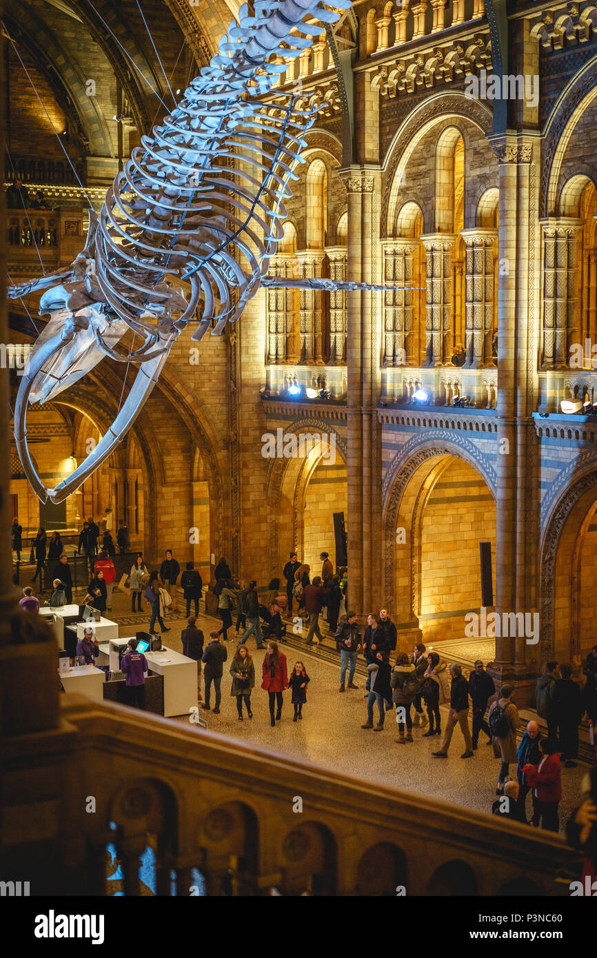 London, UK - December 2017. The new Hintze hall in the Natural History ...