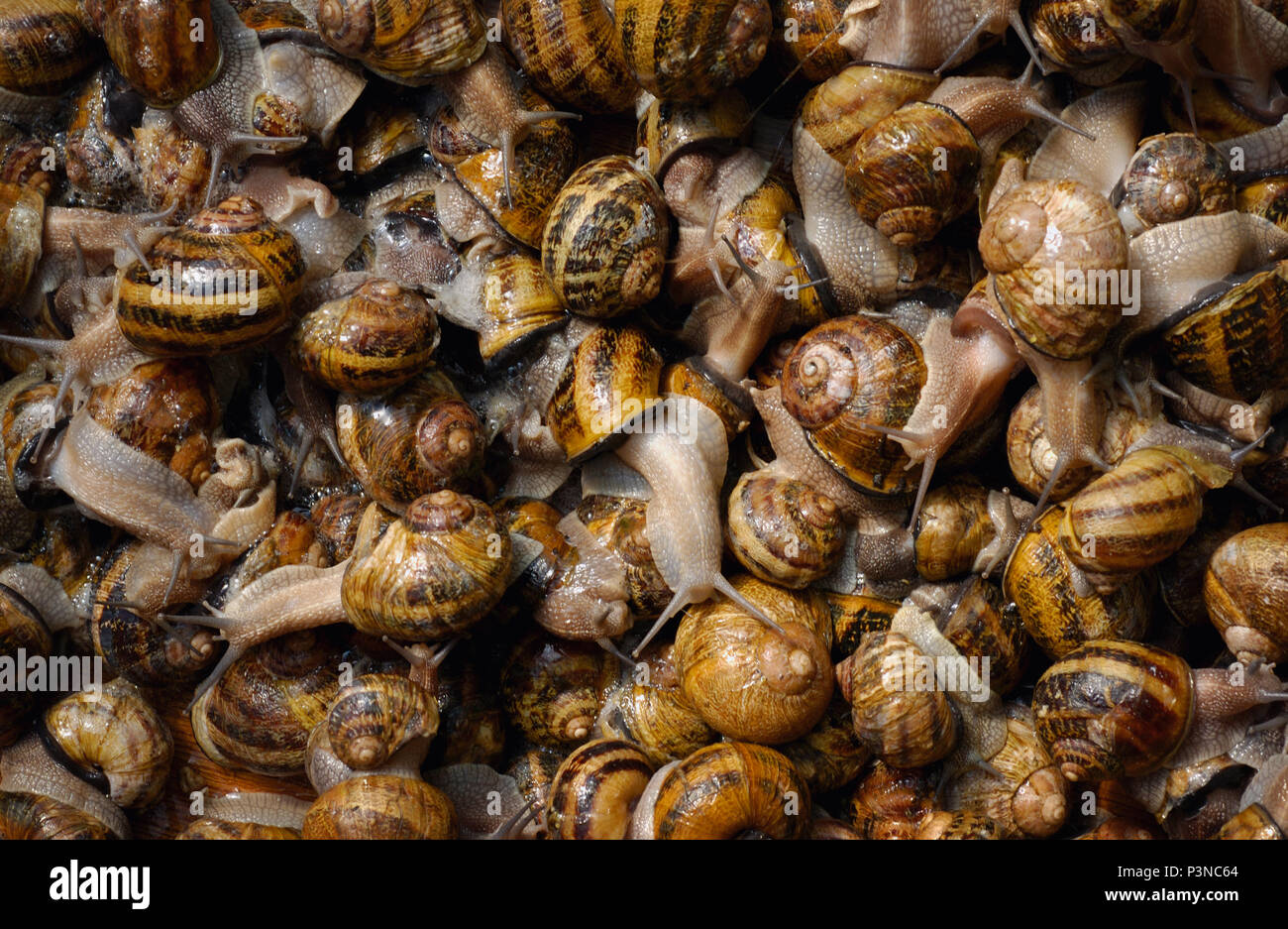 Edible Snail (Helix pomatia) group at breeding center, Aardenburg ...