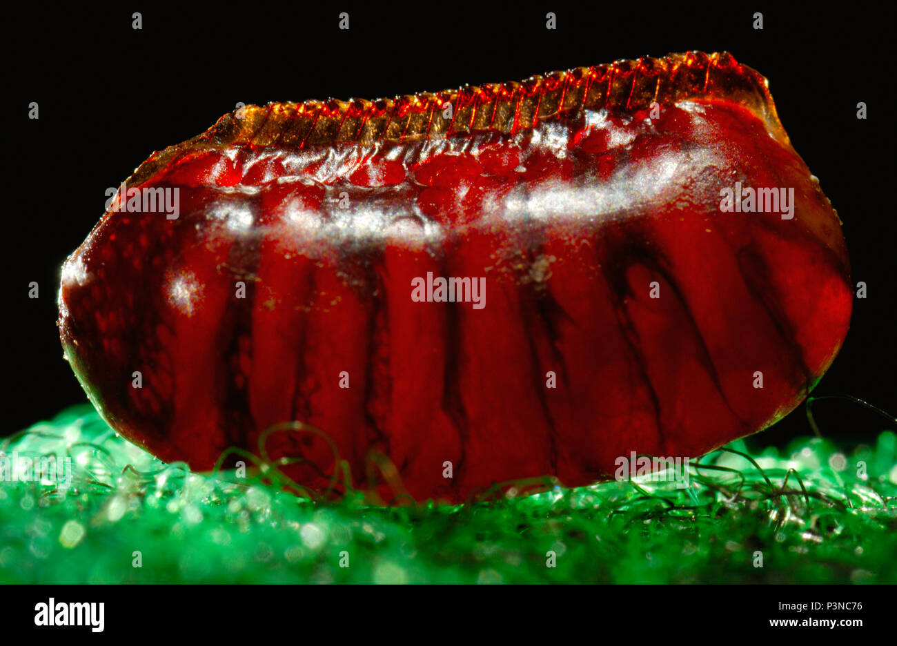 Oriental Cockroach (Blatta orientalis) egg capsule, which holds ...
