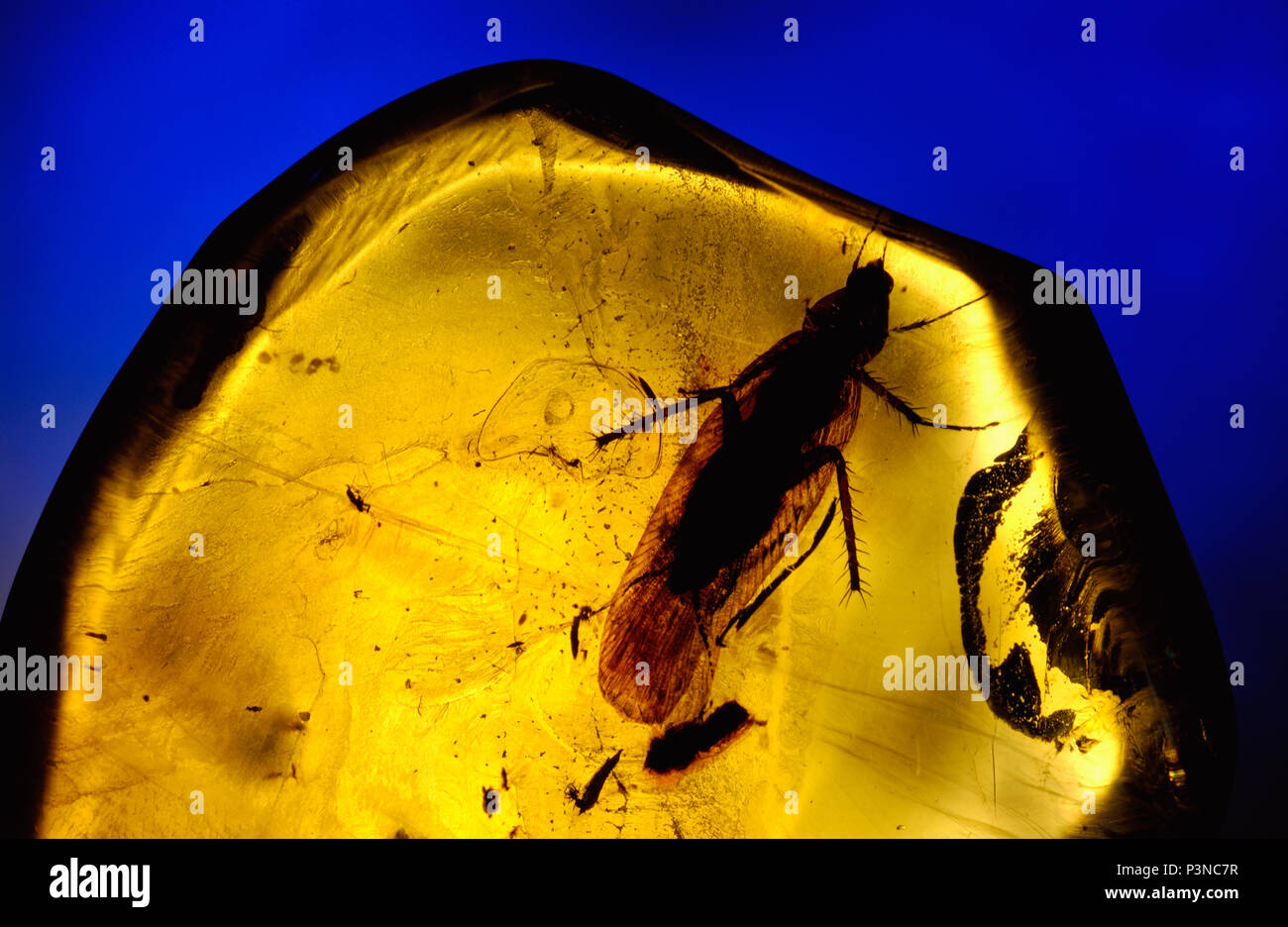 Fossil cockroach, approximately 30 million years old, from the ...