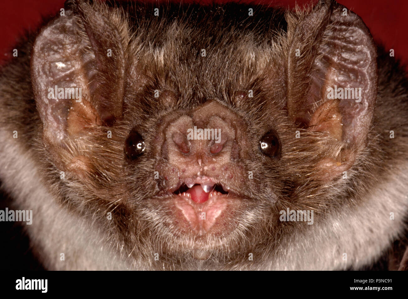 Vampire Bat (Desmodus rotundus), native to Americas Stock Photo - Alamy