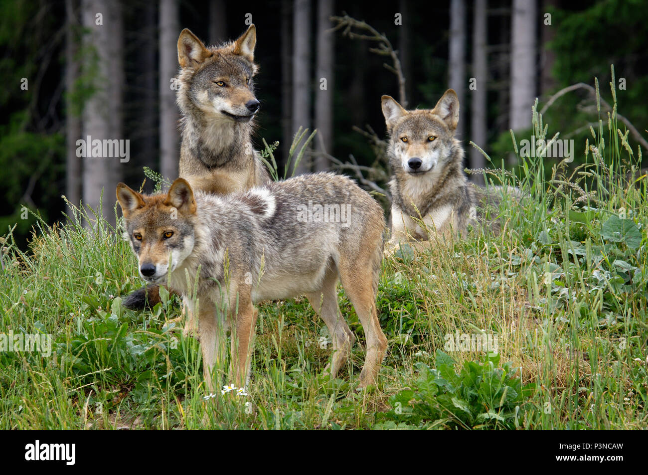 Wolf (Canis lupus) trio, native to Northern Hemisphere Stock Photo - Alamy