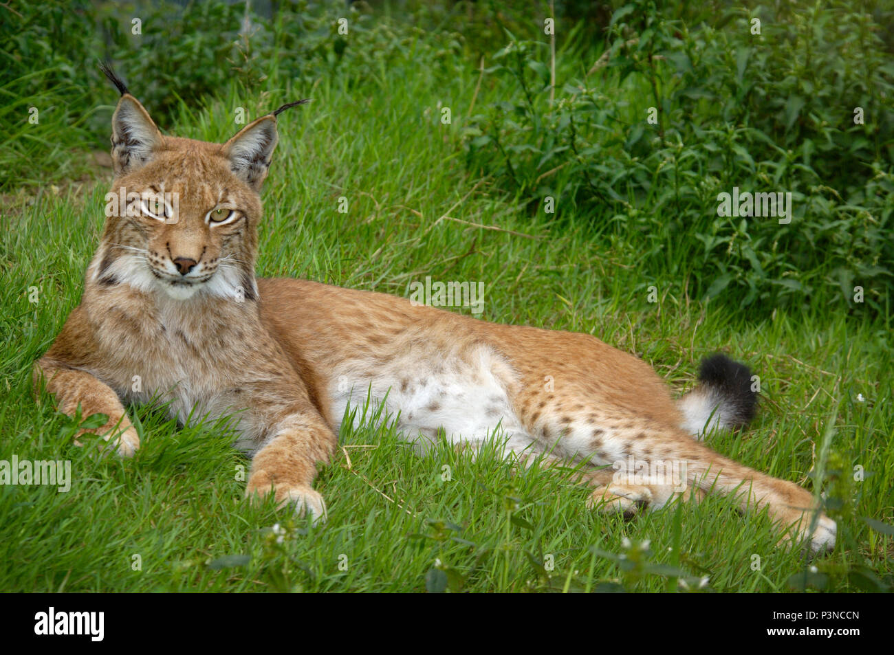 Eurasian Lynx (Lynx lynx), native to Europe and Asia Stock Photo - Alamy