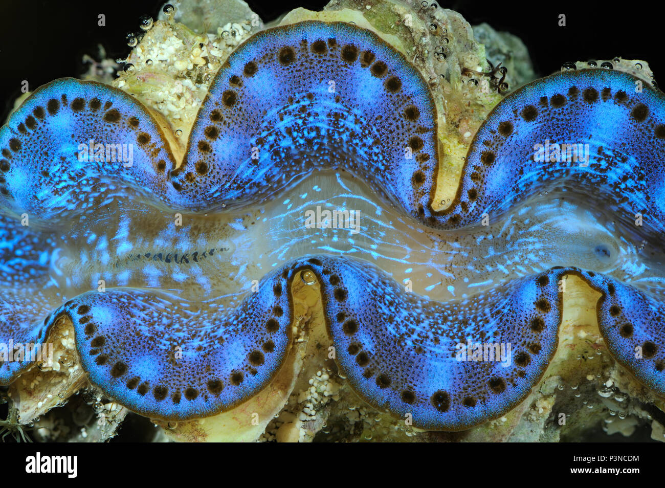 Crocea Clam (Tridacna crocea) mantle with eyes, native to Indo-Pacific ...