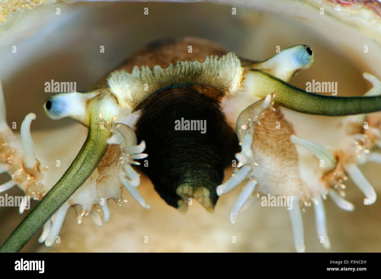 Abalone (Haliotis sp) eyes, native worldwide Stock Photo - Alamy