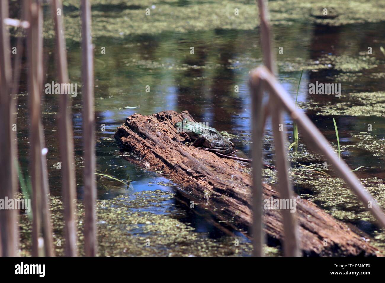 Frog on a Log Stock Photo - Alamy