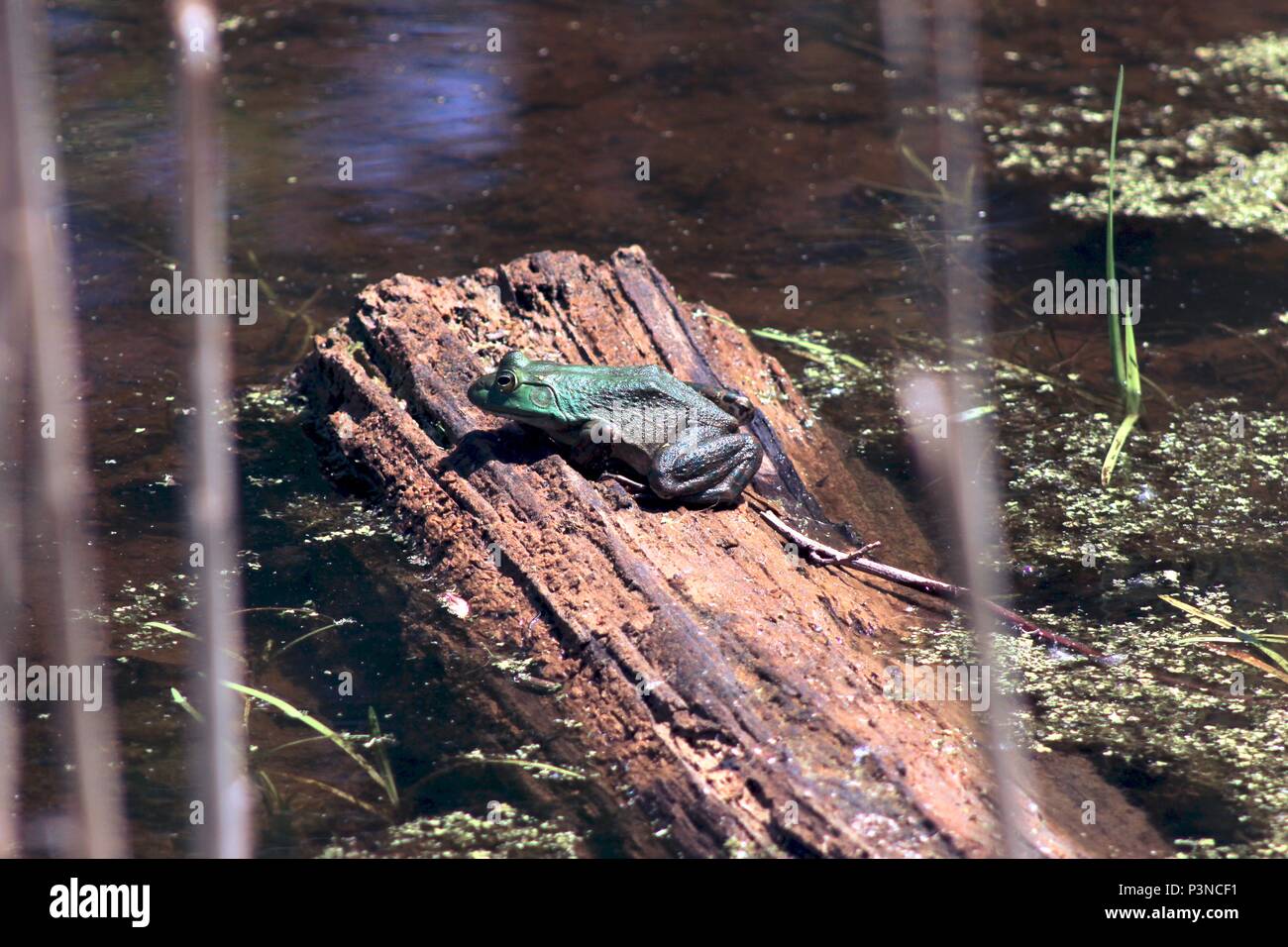 Frog on a Log Stock Photo - Alamy