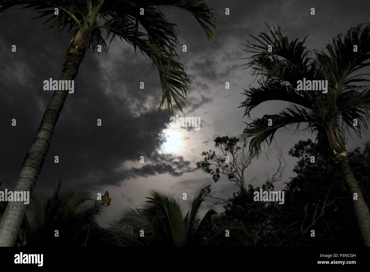 The moon rising over the palm trees of Costa Rica Stock Photo - Alamy