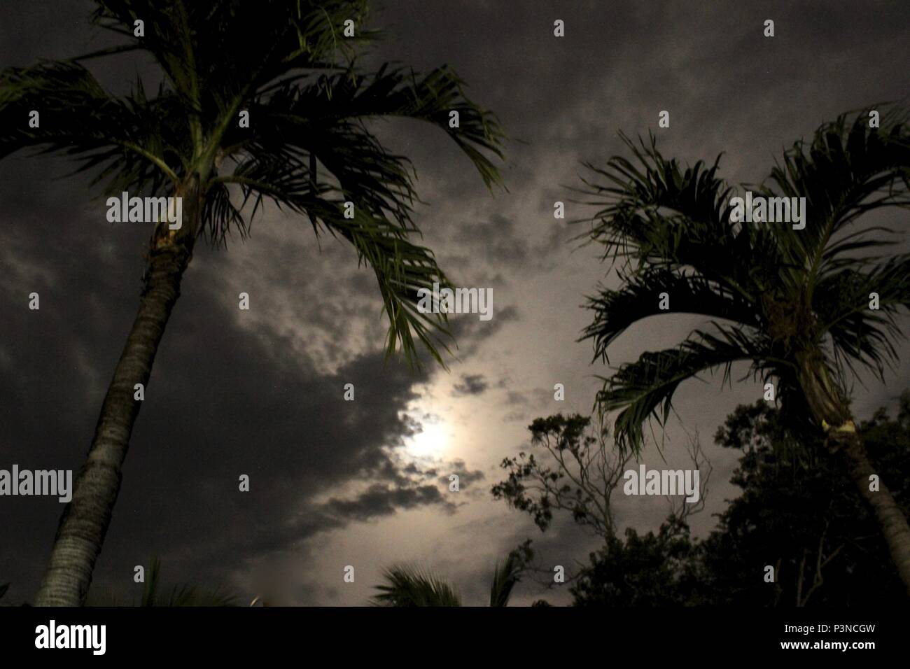 Coconut trees rising over green hi-res stock photography and images - Alamy