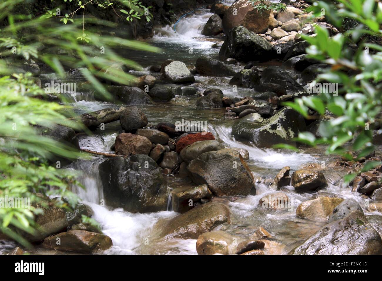 Rainforest hike hi-res stock photography and images - Alamy