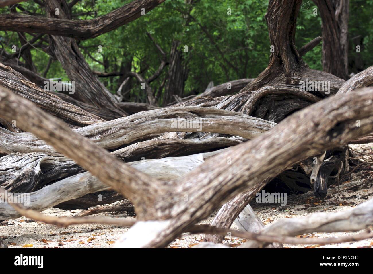 The amazing tree formation along the shoreline Stock Photo - Alamy