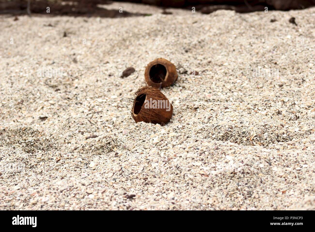 Dried coconuts on seashell beach in Costa Rica Stock Photo - Alamy