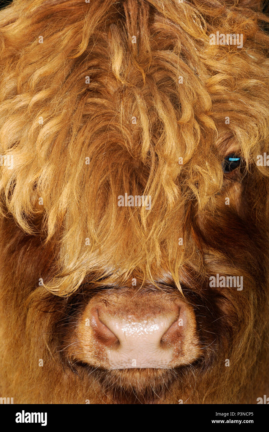 Highland Cattle (Bos taurus), Biederbach, Baden-Wurttemberg, Germany ...