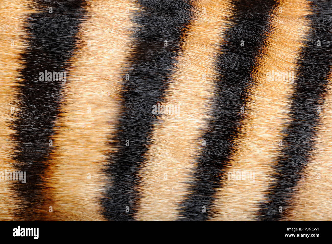 Zebra Duiker (Cephalophus zebra) fur, native to Africa Stock Photo - Alamy Zebra Duiker (Cephalophus zebra) fur, native to Africa Stock Photo - Alamy