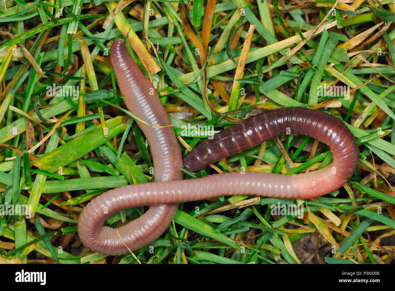 Common Earthworm (Lumbricus terrestris), Germany Stock Photo - Alamy