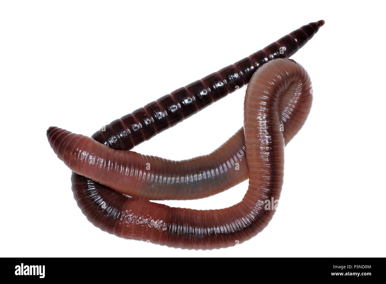 Common Earthworm (Lumbricus terrestris), Germany Stock Photo - Alamy