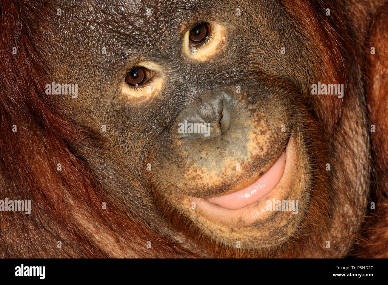 Orangutan (Pongo pygmaeus) female, native to Asia Stock Photo - Alamy