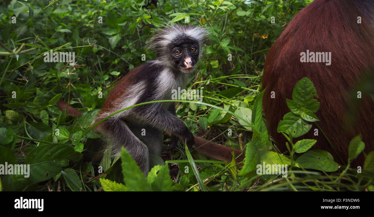 Zanzibar Red Colobus (Procolobus kirkii) baby sitting with mother ... Zanzibar Red Colobus (Procolobus kirkii) baby sitting with mother ...