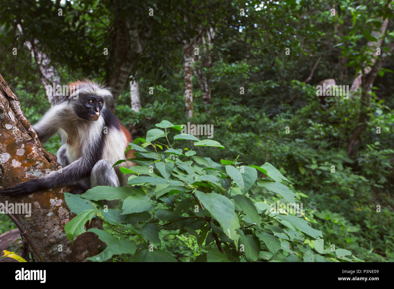 Zanzibar Red Colobus (Procolobus kirkii) female in tree, Jozani Chwaka ...