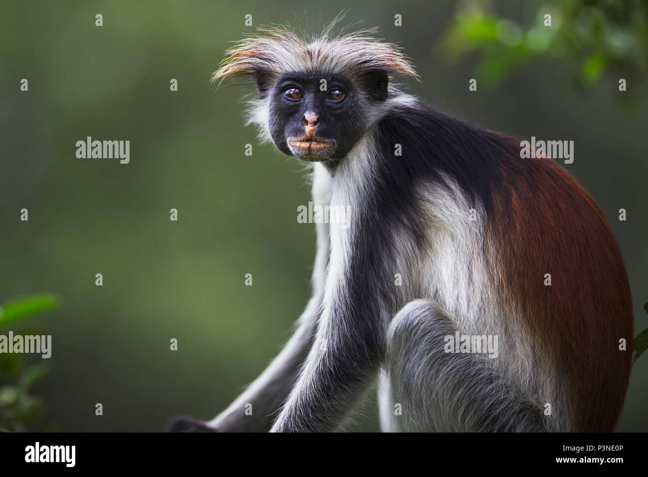 Zanzibar Red Colobus (Procolobus kirkii) female, Jozani Chwaka Bay ...