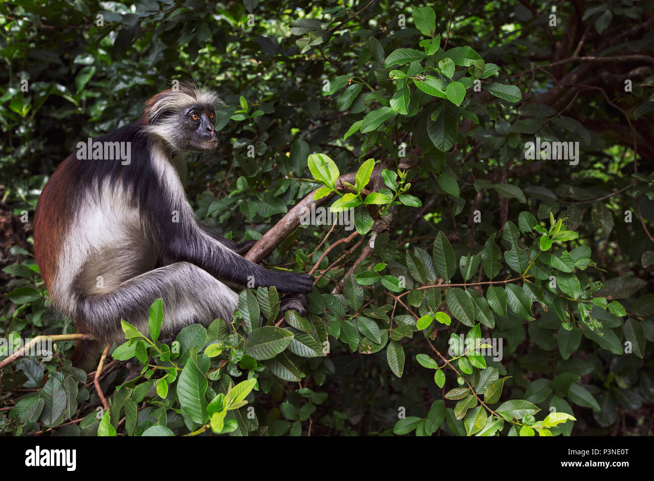 Zanzibar Red Colobus (Procolobus kirkii) female in tree, Jozani Chwaka ...