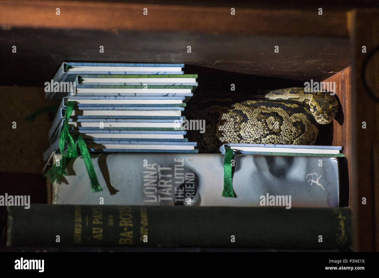African Rock Python (Python sebae) in book shelf, Marakele National ...