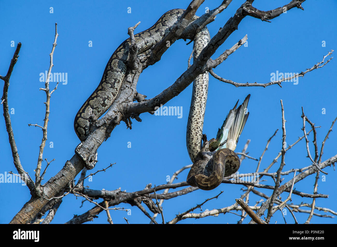 African Rock Python (Python sebae) feeding on Bee-eater (Merops sp ...