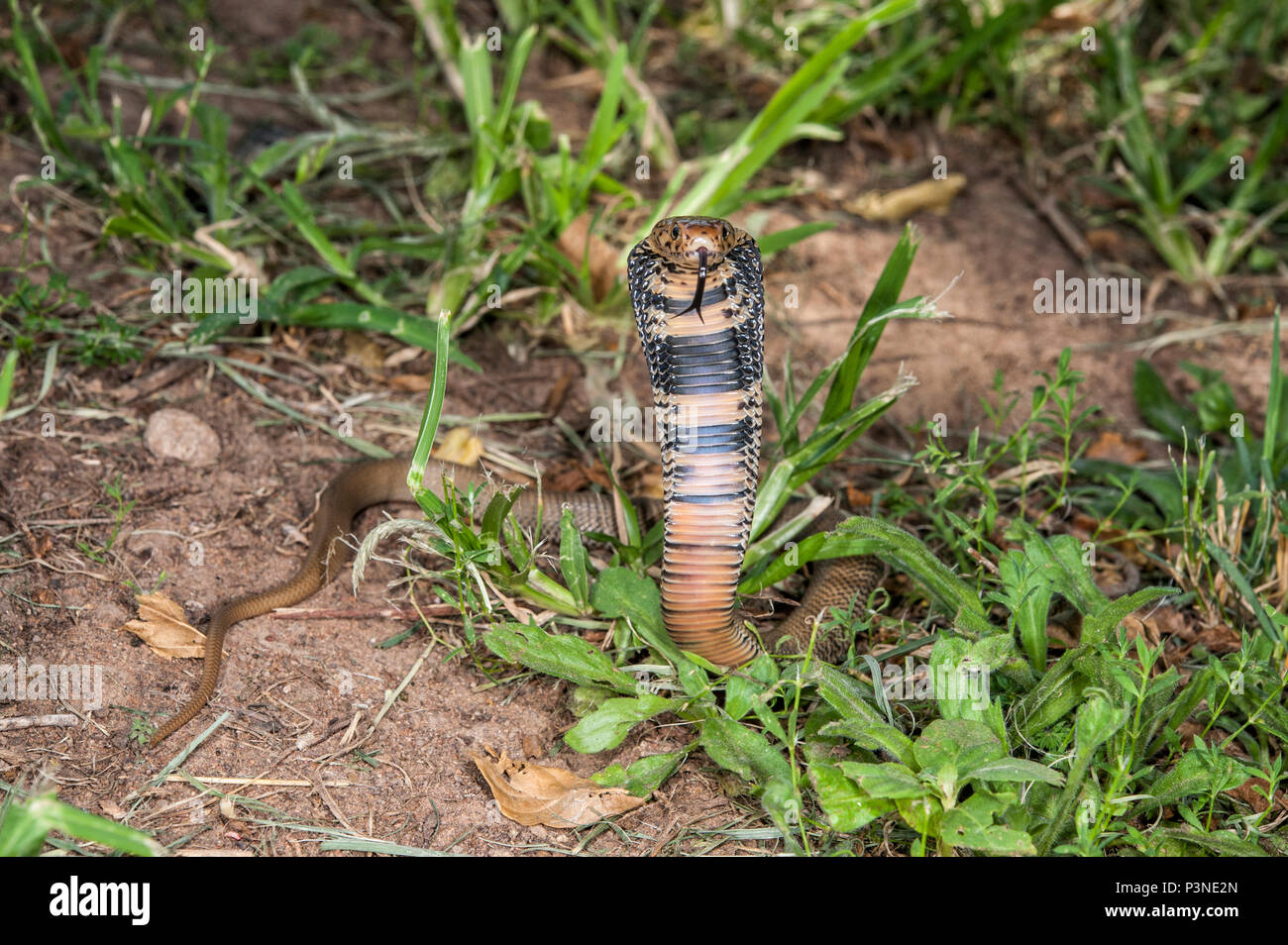 Mozambique Spitting Cobra (Naja mossambica) juvenile in defensive ...