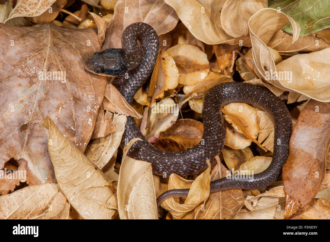 Herald Snake (Crotaphopeltis hotamboeia), Marakele National Park ...
