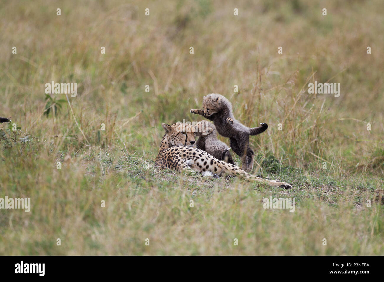 Cheetah (Acinonyx jubatus) mother with playing cubs, Masai Mara, Kenya ...